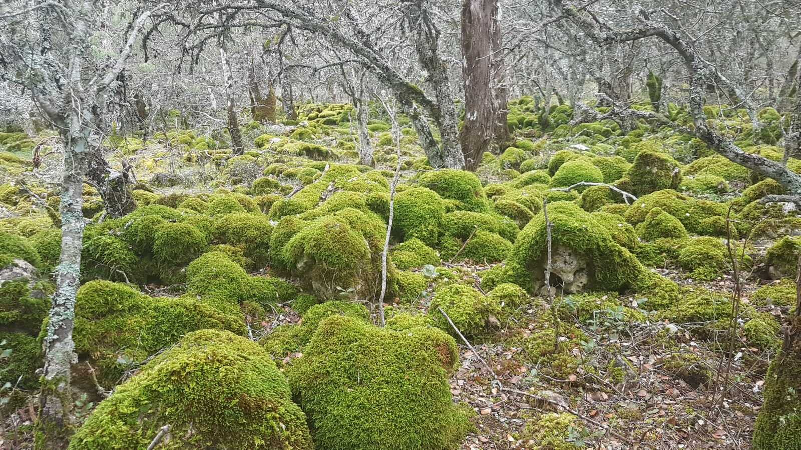 5 Celemines | Ofertas | casas cerca de Burgos